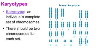 Karyotypes & Chromosomal Mutations Notes.pdf
