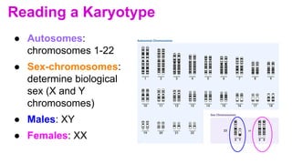 Karyotypes & Chromosomal Mutations Notes.pdf