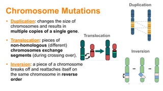 Karyotypes & Chromosomal Mutations Notes.pdf