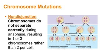 Karyotypes & Chromosomal Mutations Notes.pdf