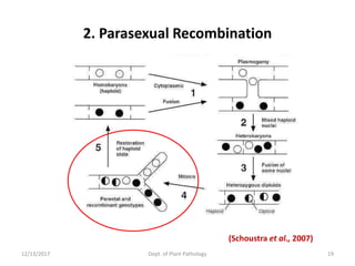 Karyotype variability in plant pathogenic fungi | PPT