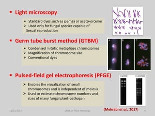 Karyotype variability in plant pathogenic fungi | PPTX