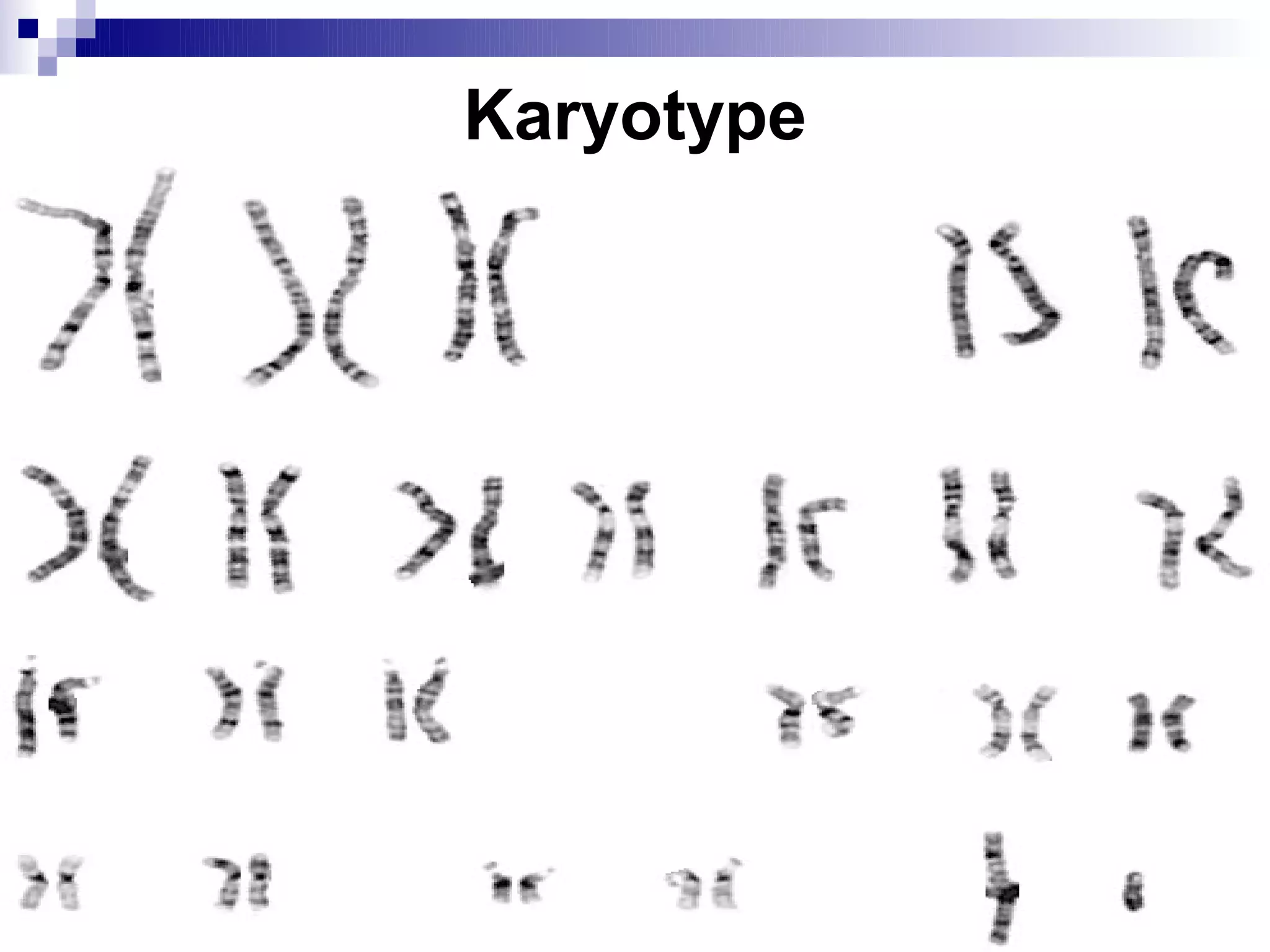 Karyotyping | PPT