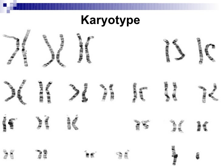 Karyotyping