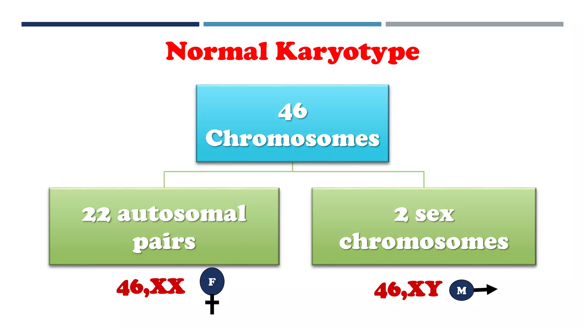 Karyotyping | PDF