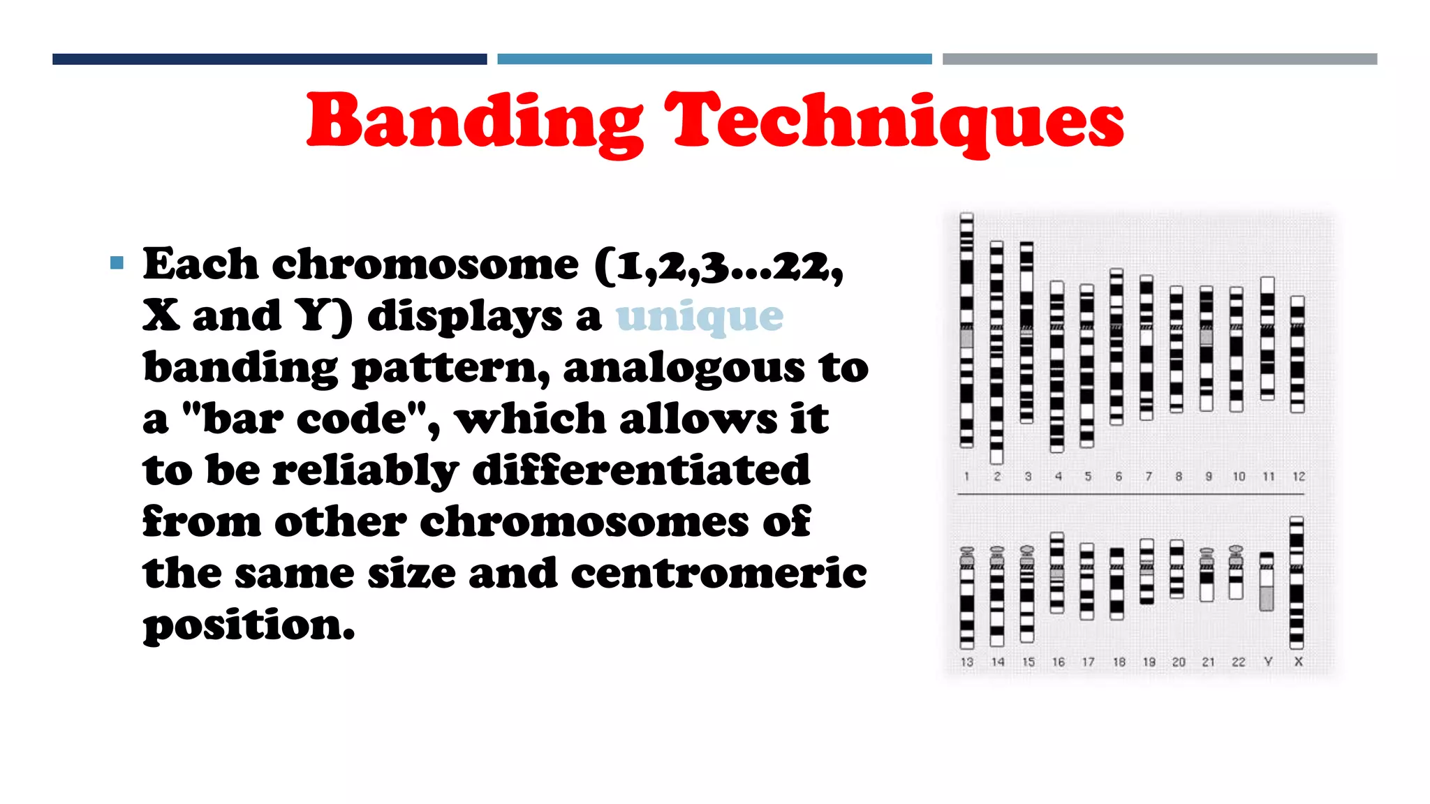 Karyotyping | PDF