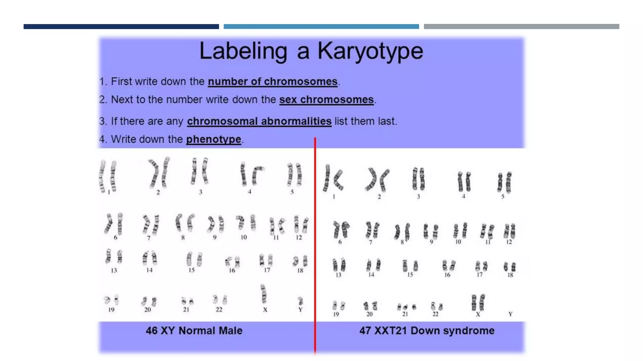Karyotyping | PDF