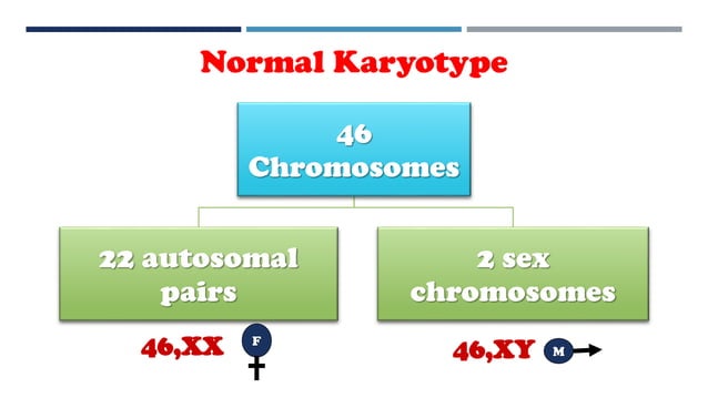 Karyotyping | PDF | Chemistry | Science