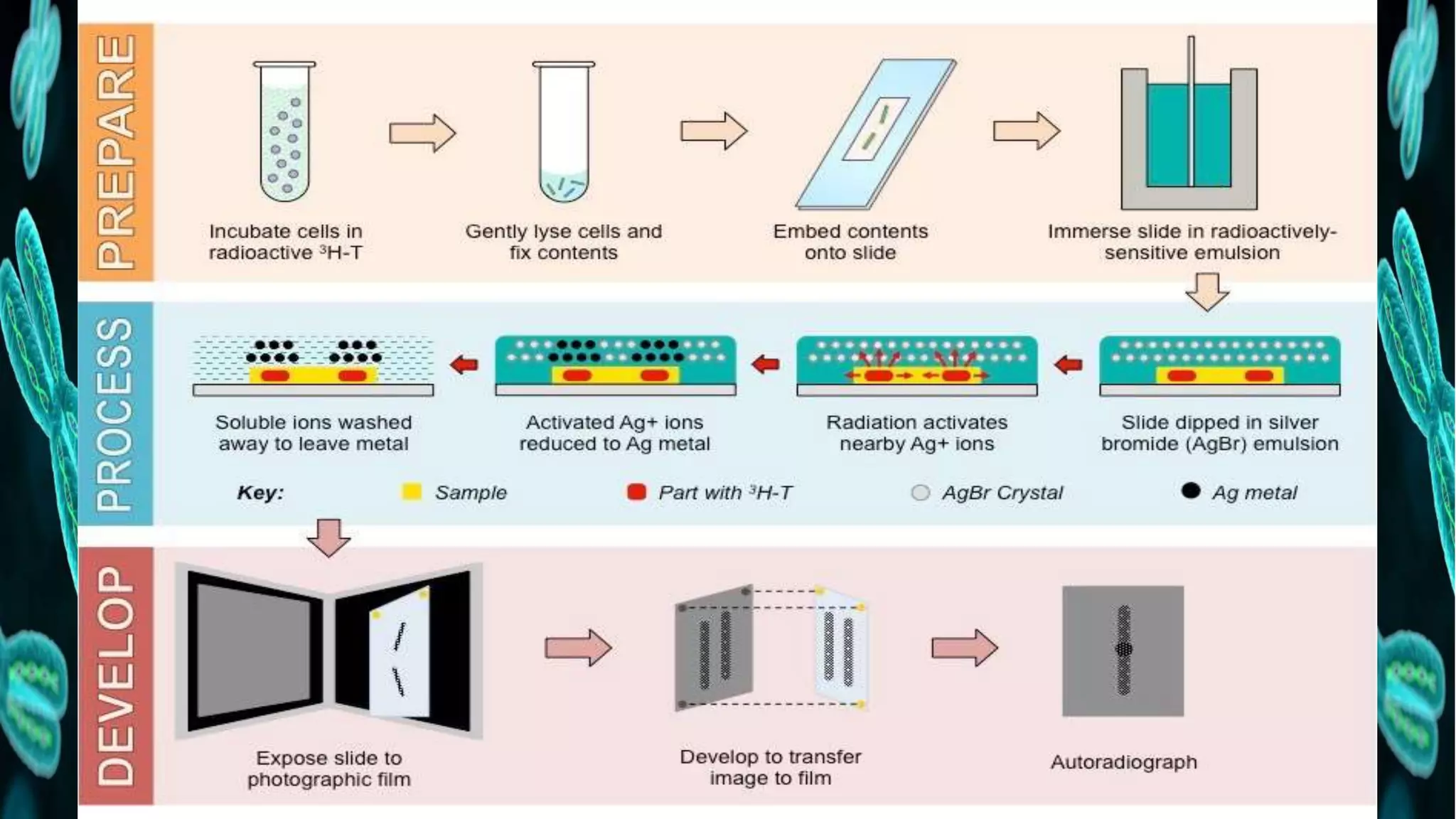Karyotyping | PPTX