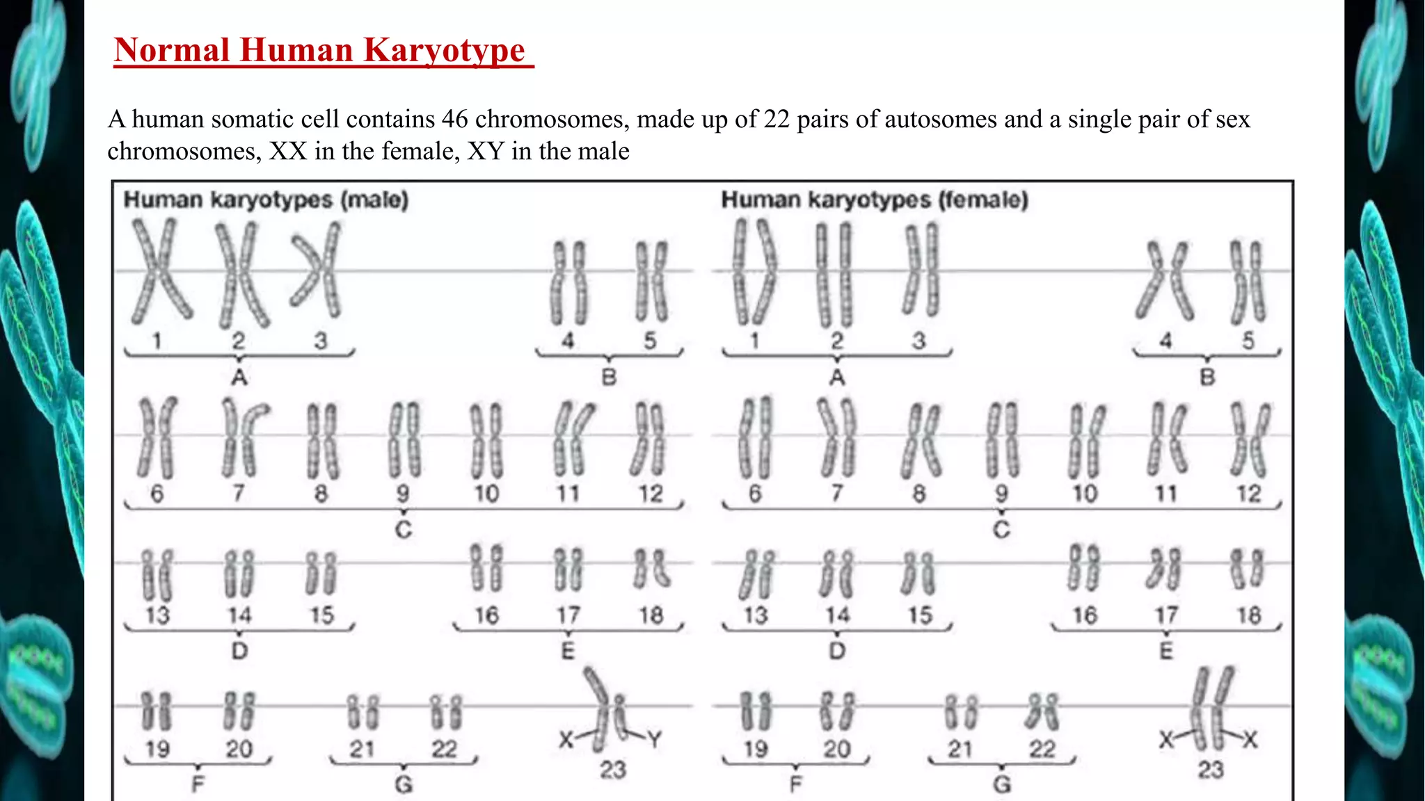 Karyotyping | PPTX