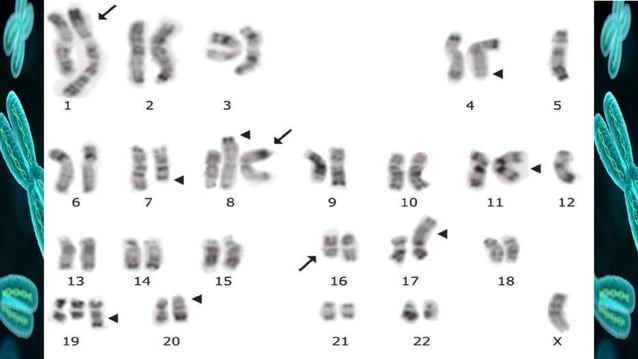 Karyotyping | PPTX