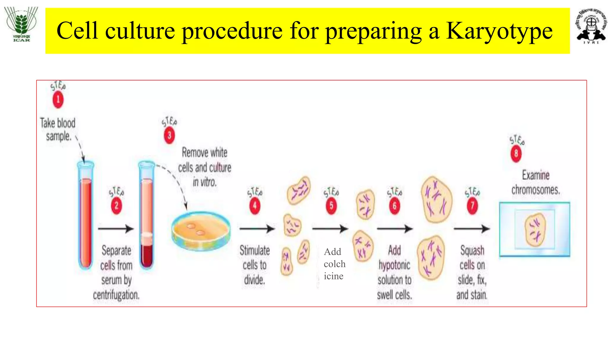 Karyotyping.pptx