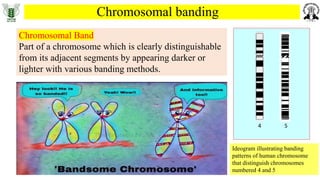 Karyotyping.pptx