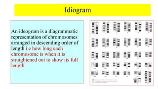 Karyotyping.pptx