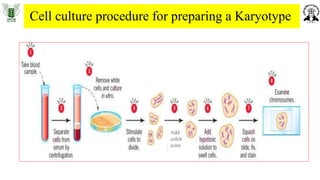 Karyotyping.pptx