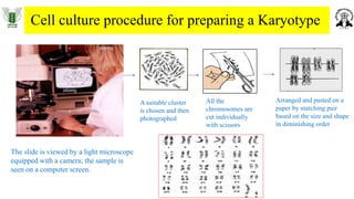 Karyotyping.pptx