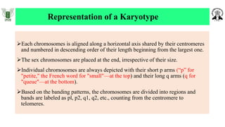 Karyotyping.pptx