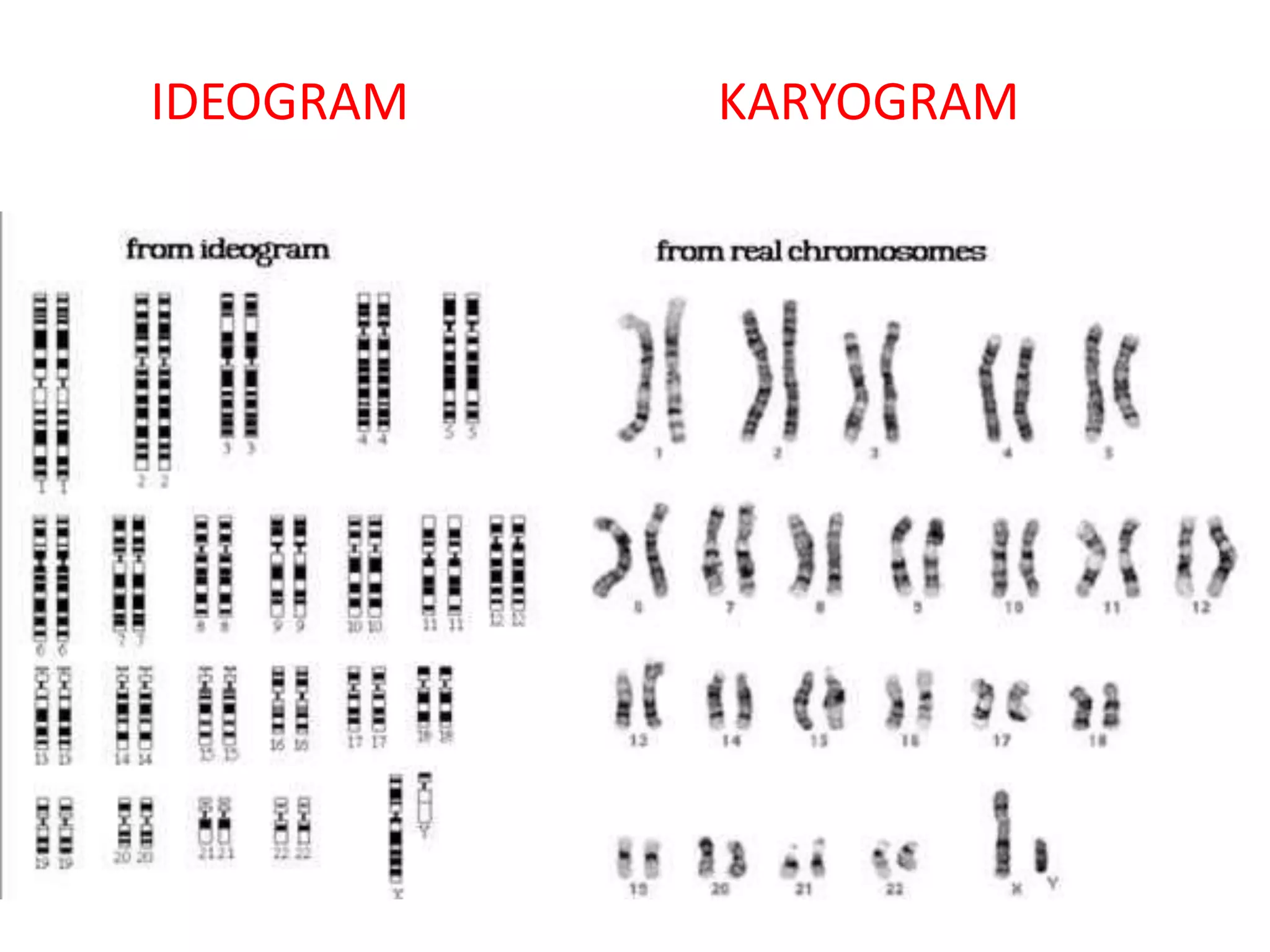 Karyotyping.pptx