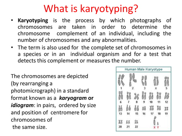 Karyotyping.pptx | Genetics | Science
