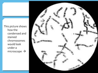 Karyotyping activitybiology2014 | PPTX