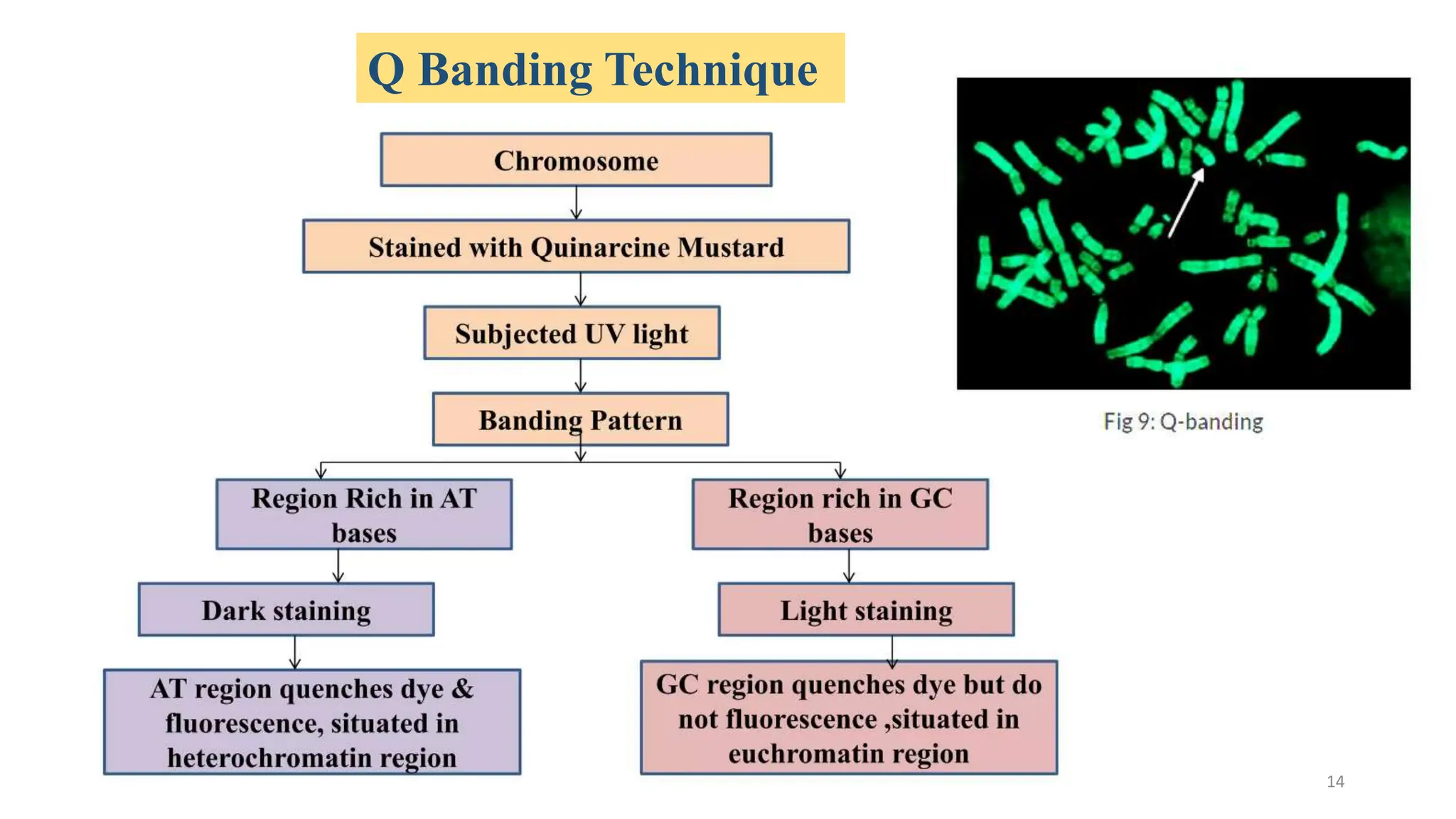 KARYOTYPING, CHROMOSOME BANDING AND CHROMOSOME PAINTING.pptx