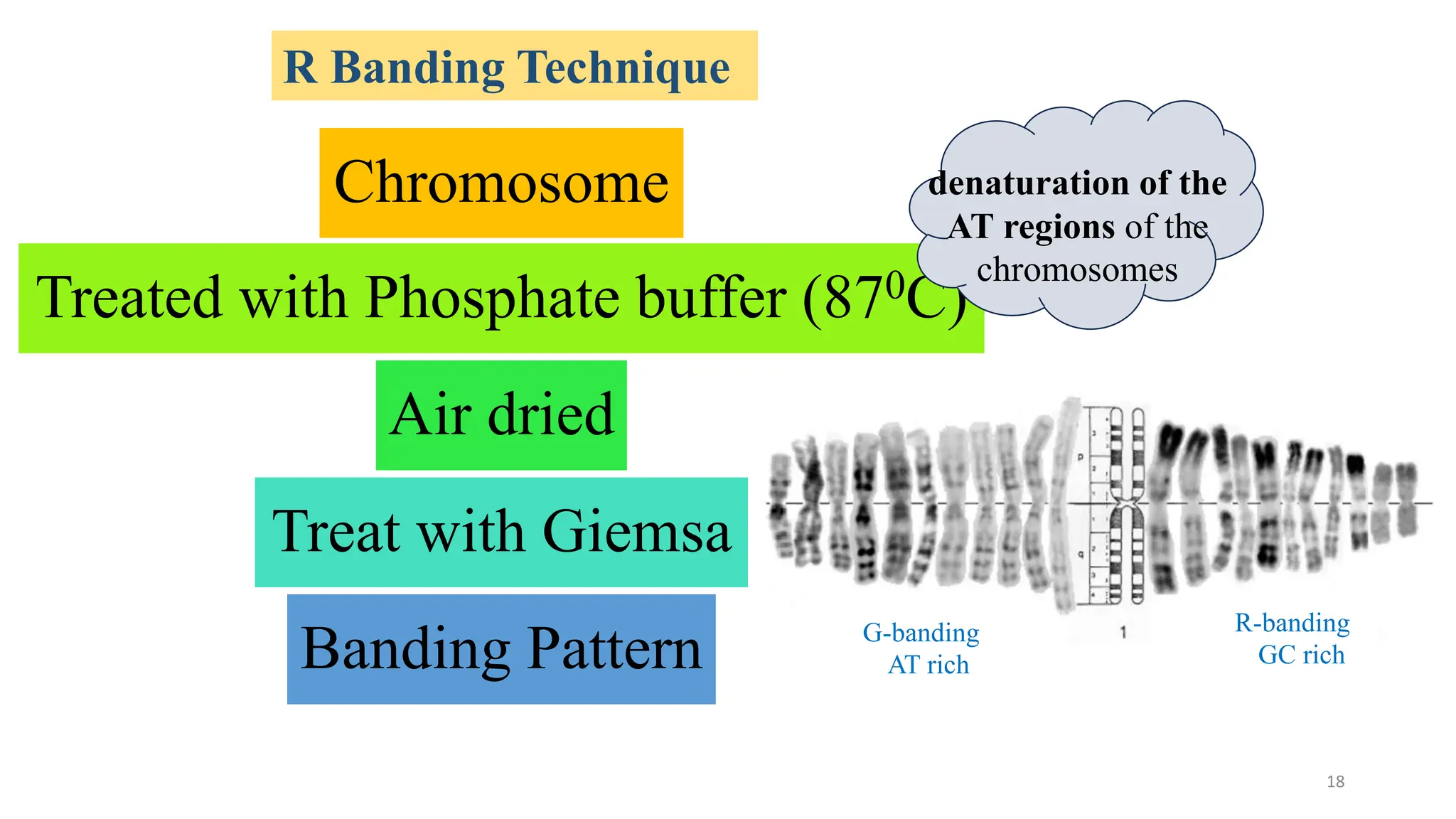 KARYOTYPING, CHROMOSOME BANDING AND CHROMOSOME PAINTING.pptx