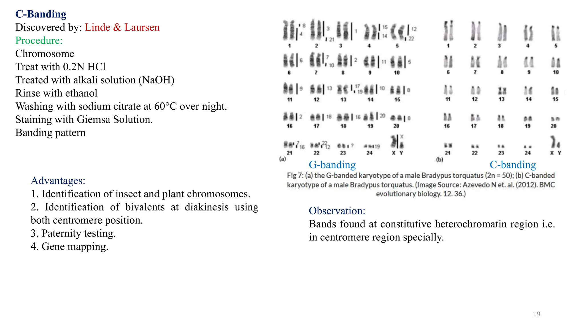 KARYOTYPING, CHROMOSOME BANDING AND CHROMOSOME PAINTING.pptx