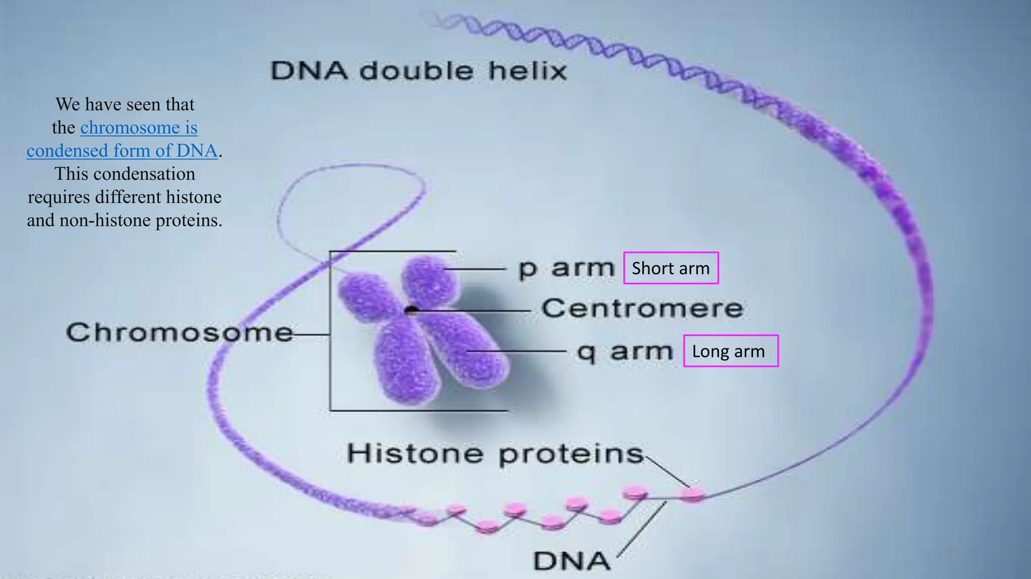KARYOTYPING, CHROMOSOME BANDING AND CHROMOSOME PAINTING.pptx