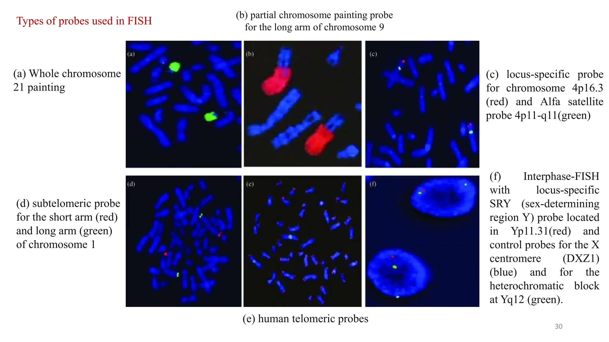 KARYOTYPING, CHROMOSOME BANDING AND CHROMOSOME PAINTING.pptx