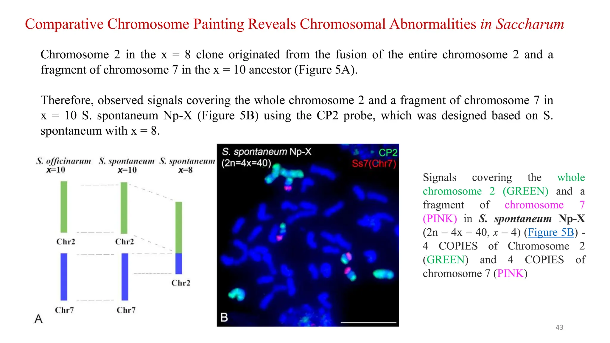 KARYOTYPING, CHROMOSOME BANDING AND CHROMOSOME PAINTING.pptx