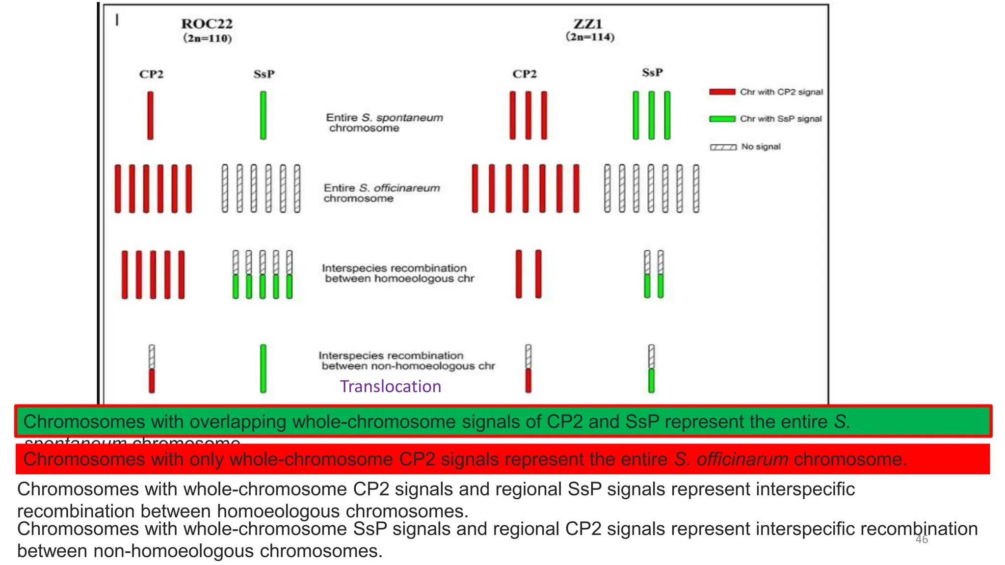 KARYOTYPING, CHROMOSOME BANDING AND CHROMOSOME PAINTING.pptx
