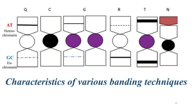 KARYOTYPING, CHROMOSOME BANDING AND CHROMOSOME PAINTING.pptx | Genetics ...