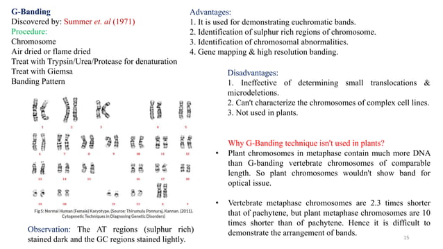 KARYOTYPING, CHROMOSOME BANDING AND CHROMOSOME PAINTING.pptx | Genetics ...