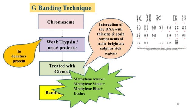 KARYOTYPING, CHROMOSOME BANDING AND CHROMOSOME PAINTING.pptx | Genetics ...