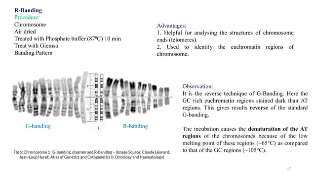 KARYOTYPING, CHROMOSOME BANDING AND CHROMOSOME PAINTING.pptx | Genetics ...