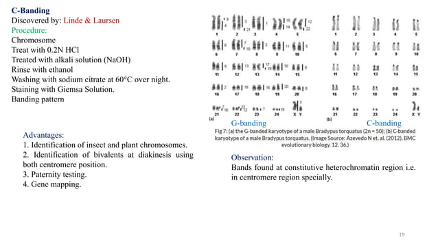 KARYOTYPING, CHROMOSOME BANDING AND CHROMOSOME PAINTING.pptx | Genetics ...