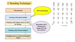 KARYOTYPING, CHROMOSOME BANDING AND CHROMOSOME PAINTING.pptx