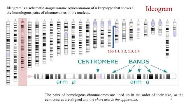 KARYOTYPING, CHROMOSOME BANDING AND CHROMOSOME PAINTING.pptx | Genetics ...