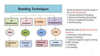 KARYOTYPING, CHROMOSOME BANDING AND CHROMOSOME PAINTING.pptx