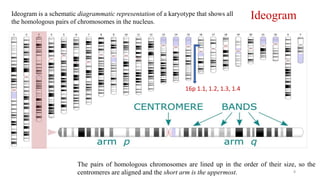 KARYOTYPING, CHROMOSOME BANDING AND CHROMOSOME PAINTING.pptx