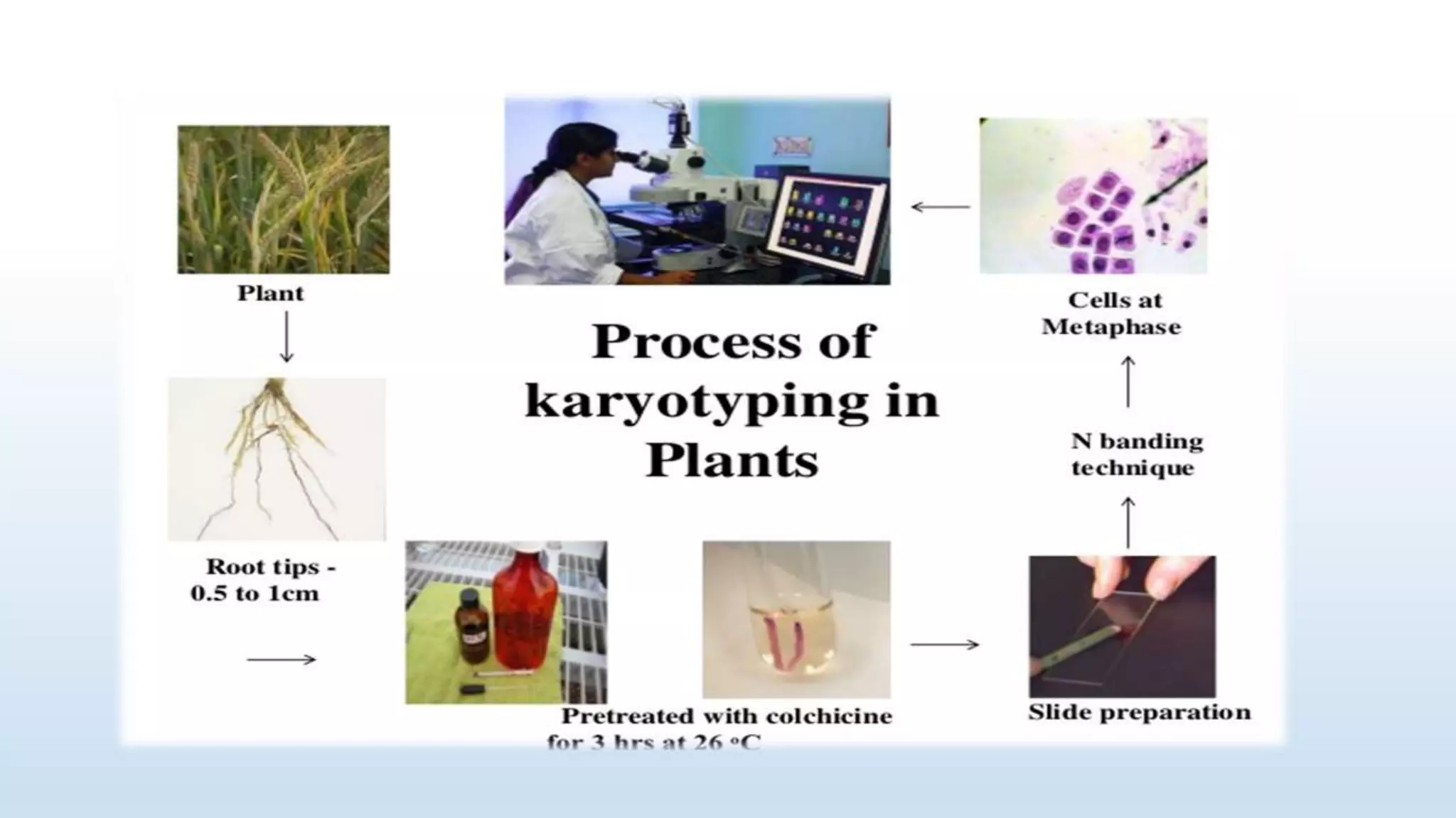 Karyotyping | PPTX