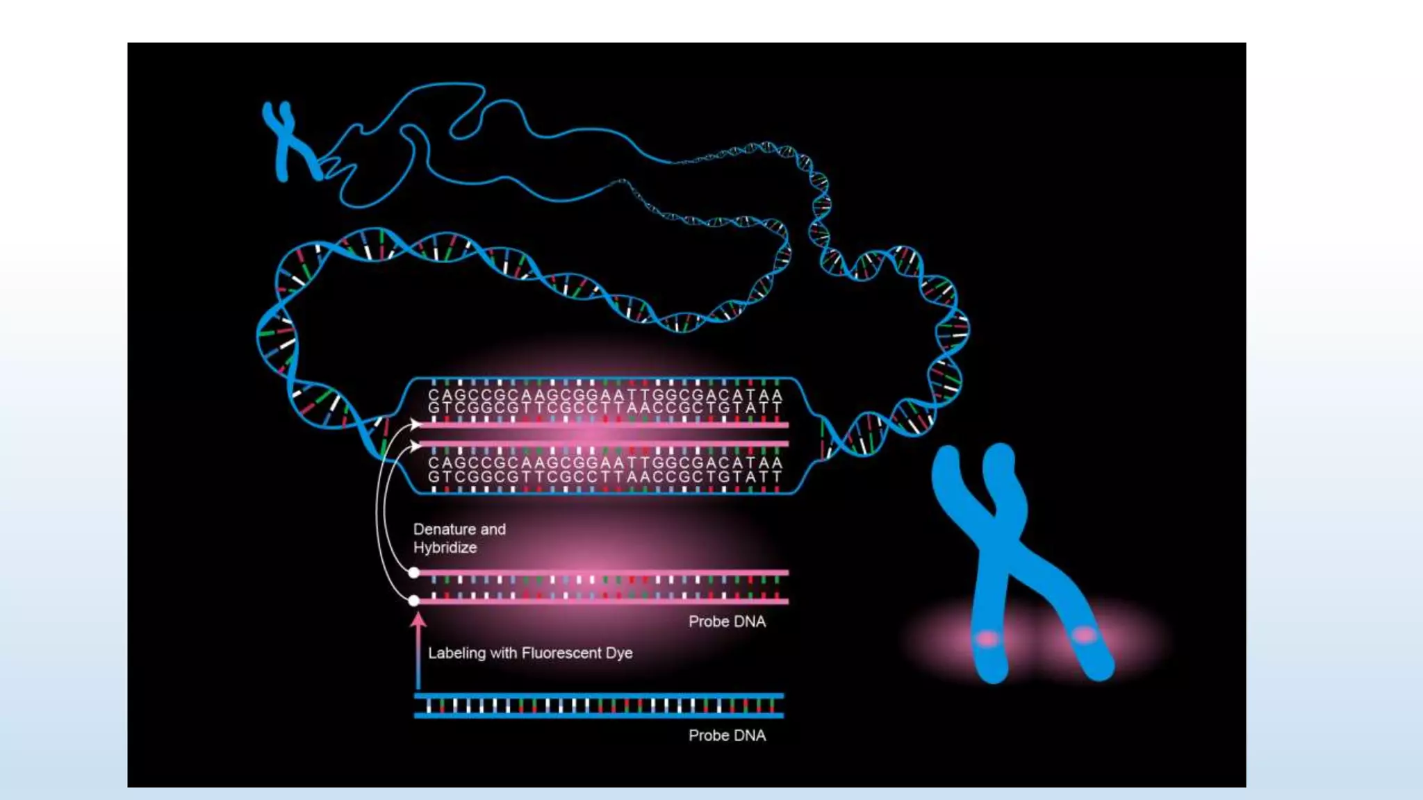 Karyotyping | PPTX
