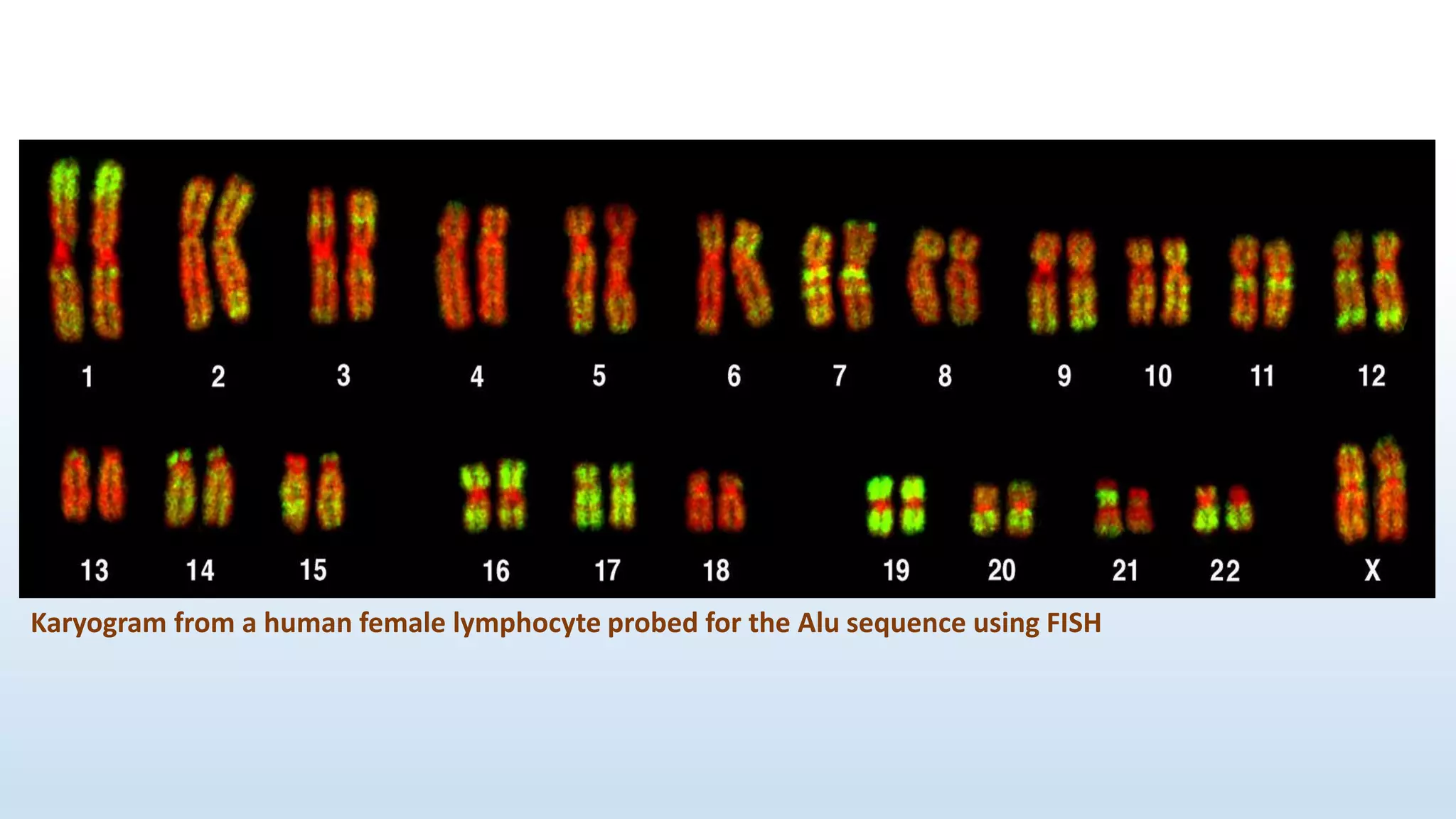 Karyotyping | PPTX