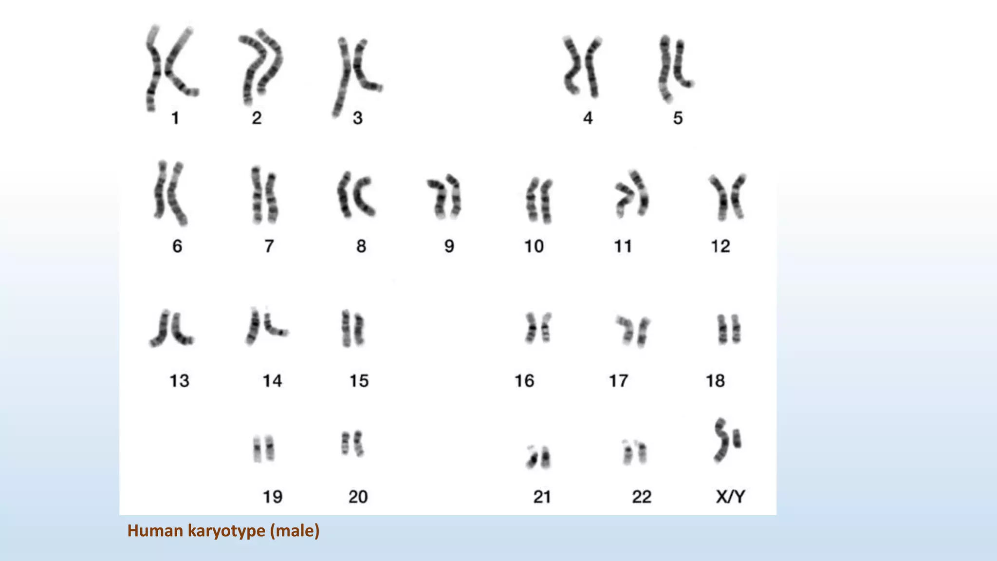 Karyotyping | PPTX