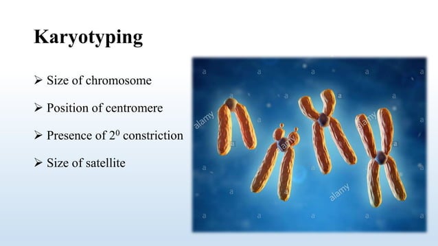 Karyotyping | PPTX