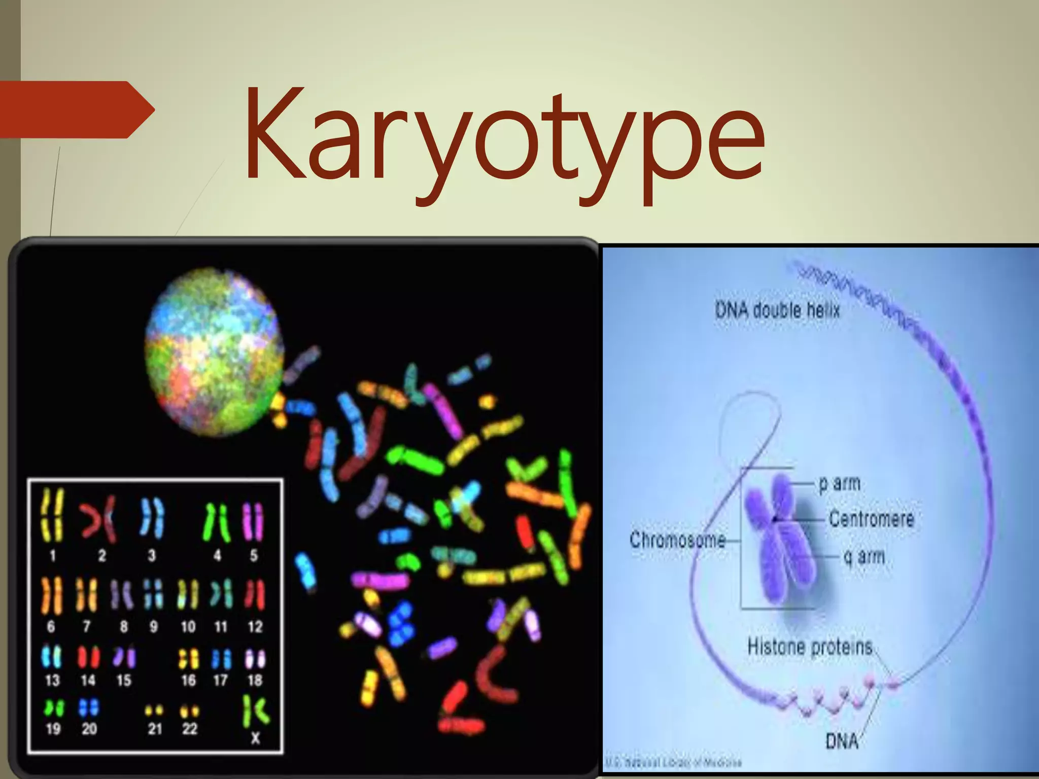 Human Karyotype ( Chromosomes) | PPTX