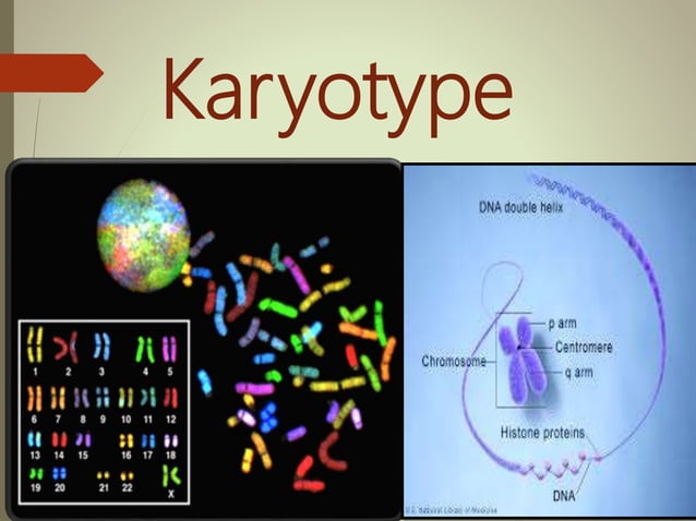 Human Karyotype ( Chromosomes) | PPTX | Biological Sciences | Science