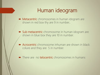 Human Karyotype ( Chromosomes) | PPTX