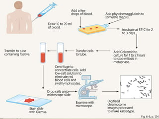 Human Karyotype ( Chromosomes) | PPTX