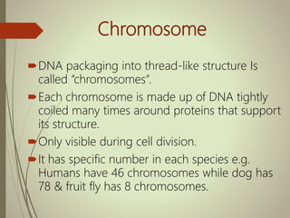 Human Karyotype ( Chromosomes) | PPTX